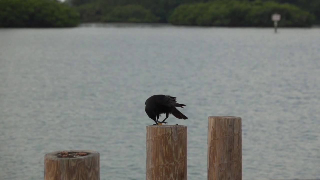 Fish Crow calling