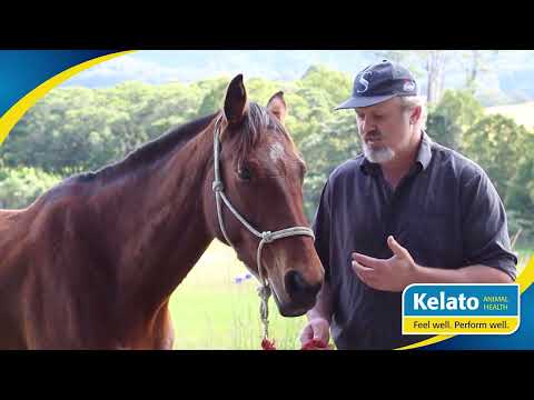 GastroAID Recovery - Equine Specialists NZ | Farrier Supplies, Kelato ...