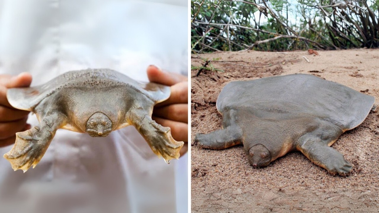 Cantor’s Softshell Turtle 🐢 This Turtle Was “EXTINCT”!