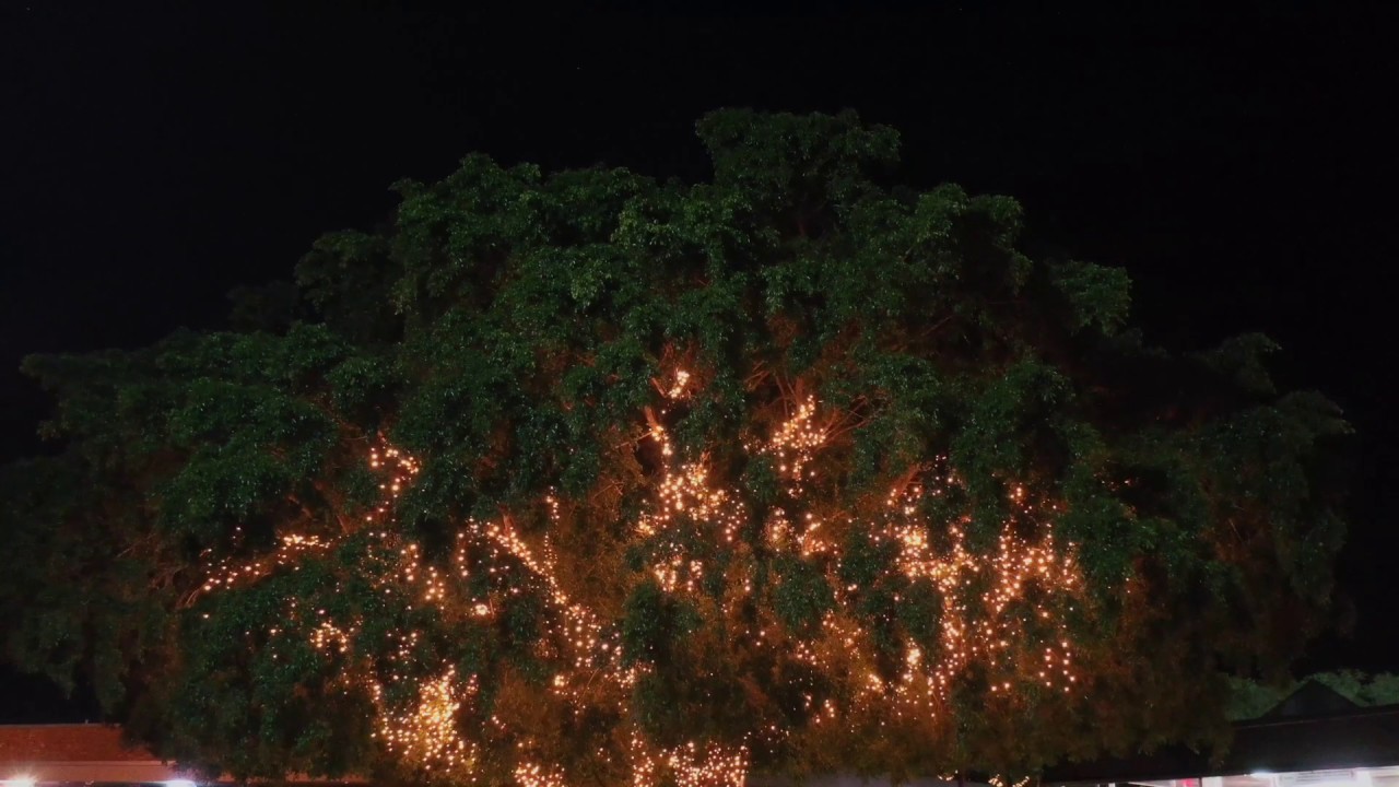 Glow Worm Lighting | Commercial Grade Fairy Lights, Festoon Lights