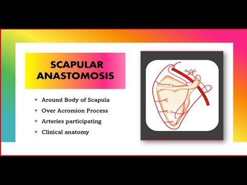 SCAPULAR ANASTOMOSIS – Anatomy QA