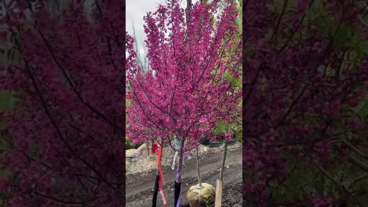 #TreeTipTuesday - Malus 'Show Time'