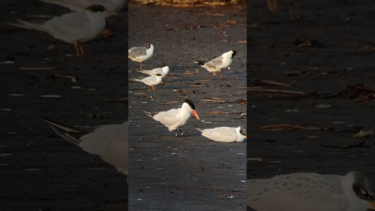 Caspian Tern