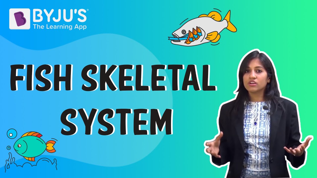 Fish Skeletal System Explained | Fish Anatomy