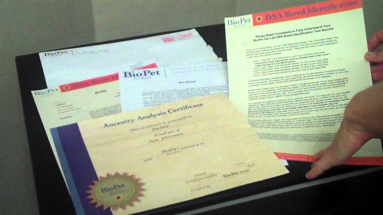 How to Perform a DNA Test on Your Mixed Breed Dog