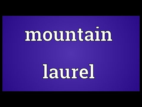 Mountain laurel Meaning