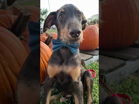 Dog for adoption - Bearded Dragon, a Doberman Pinscher & Airedale ...