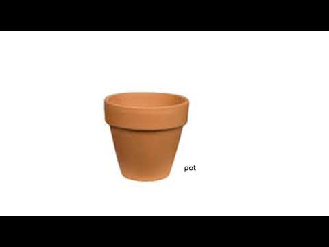 Learn words that begin with letter P