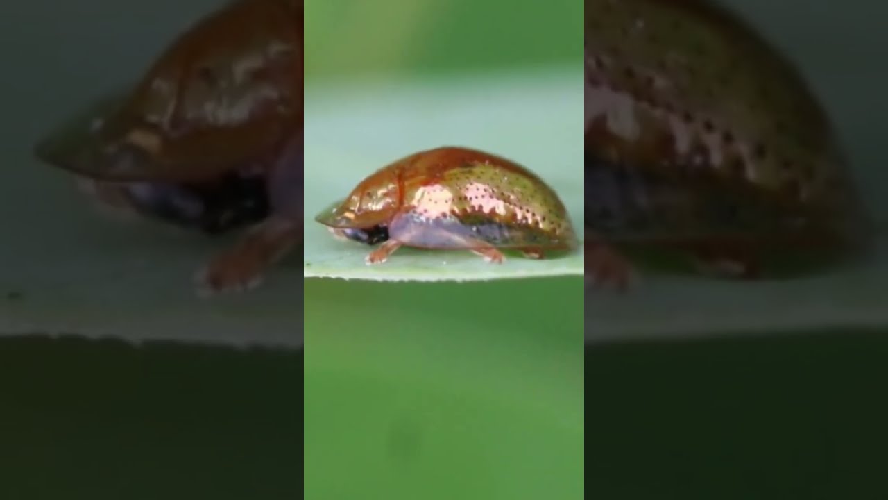 Most Beautiful Insect | Gold Bugs | #shorts #insects