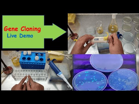 Gene Cloning (LIVE DEMO)