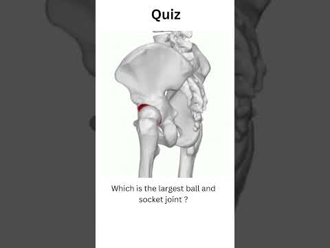 #which is the largest# ball and socket joint #joints#anatomy #shortsfeed #shortsquiz #bones #bio