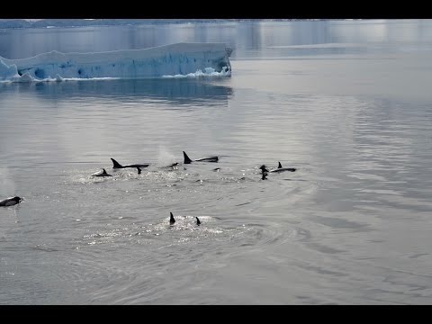 Orcas - Dallmann Bay to Marguerite Bay