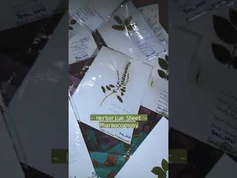 Herbarium Sheet | Dried & Pressed Flowers | Pharmacognosy | @rubab.bachani