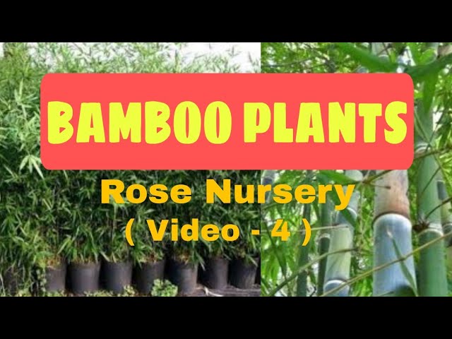 Bamboos Plants - Bambusa Balcooa Bamboo Plant from Nagaon