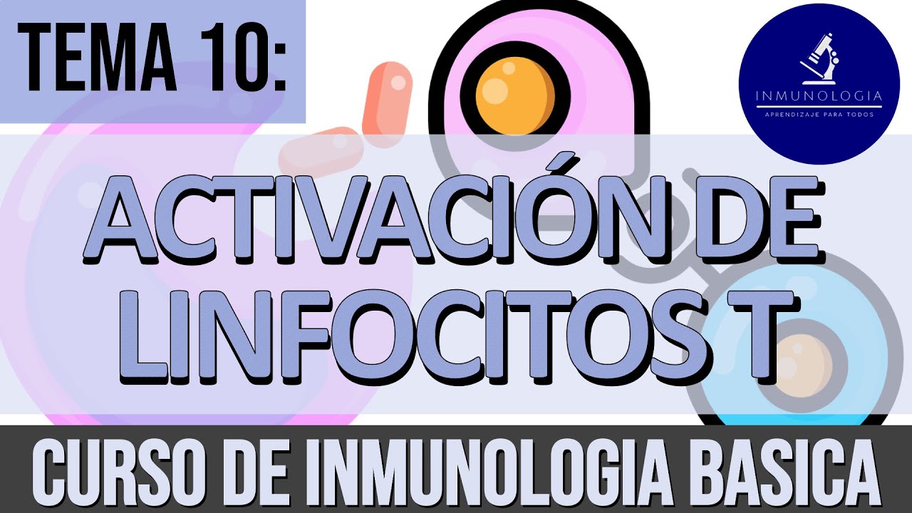 Activación y Diferenciación de Linfocitos T | Sinapsis Inmunológica - Subgrupos de Linfocitos T