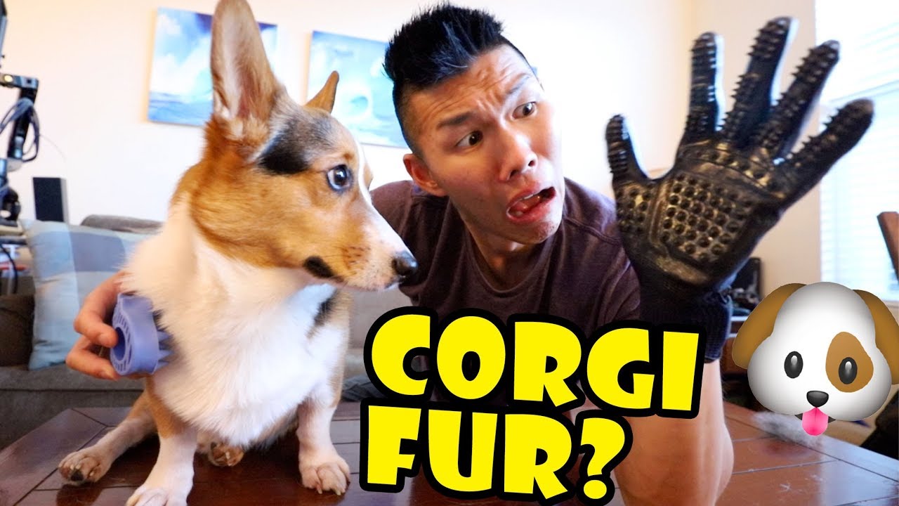 Testing Dog Hair Brushes on Corgi Fur || Extra After College