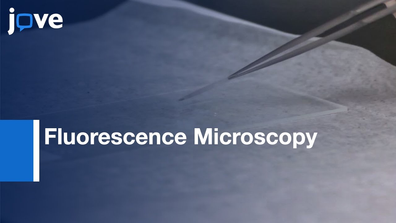 Fluorescence Microscopy for Determining the Viability of Bacteria | Protocol Preview