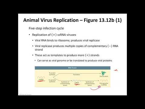 Chapter 13 part 4 micro sandburg nester
