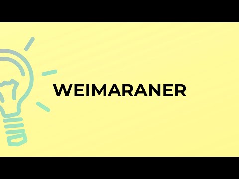 What is the meaning of the word WEIMARANER?
