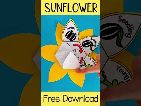 Sunflower life cycle cut and paste activity - free download