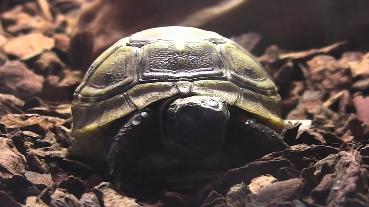 HD Stock Videos | Animals | Turtle, Sleep