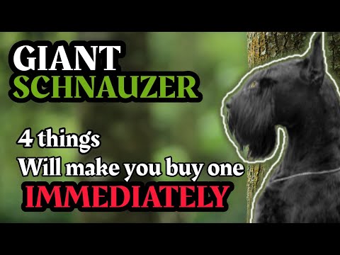 Giant Schnauzer - 4 Things Will make You Buying one IMMEDIATELY