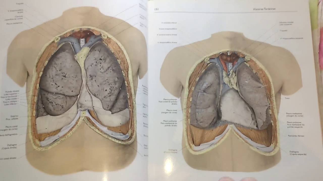 Atlas de Anatomia Humana - Wolf Heidegger - 5ª edição - Volumes 1 e 2