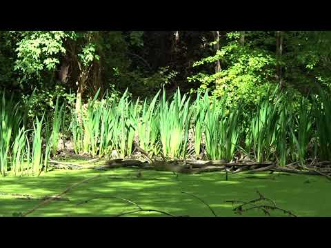 Gallery – Coppetts Wood and the Glebelands