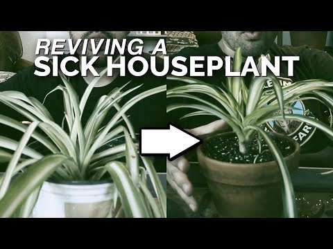 House Plant Rescue: Saving a Spider Plant From Death 🕷️🌱