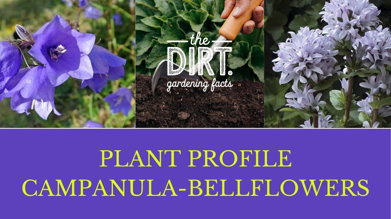 Plant Profile Campanula