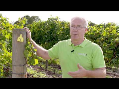 Vineyard 28 - Our Story & Arneis