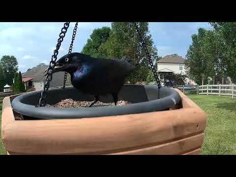 LISTEN UP COMMON GRACKLE #birds #listen #listenup #birdsounds #birdlovers