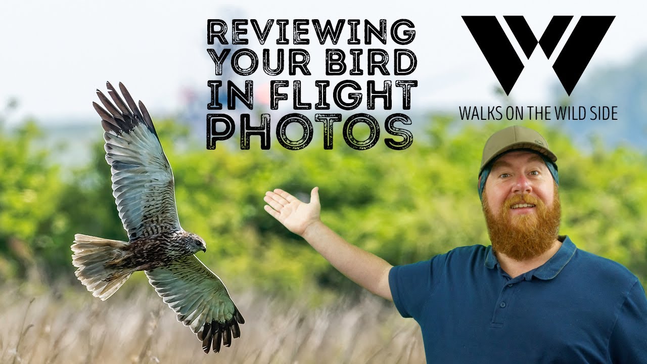 Your bird in flight photos reviewed: Walks With You Episode 2