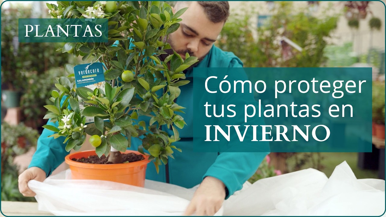 Protect your plants from the cold: winter tricks for your garden | Verdecora