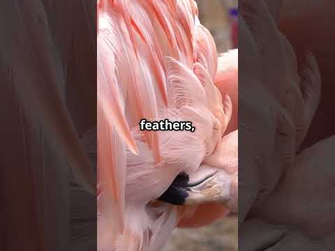 WHY FLAMINGOS ARE PINK? THE COLOURFUL TRUTH