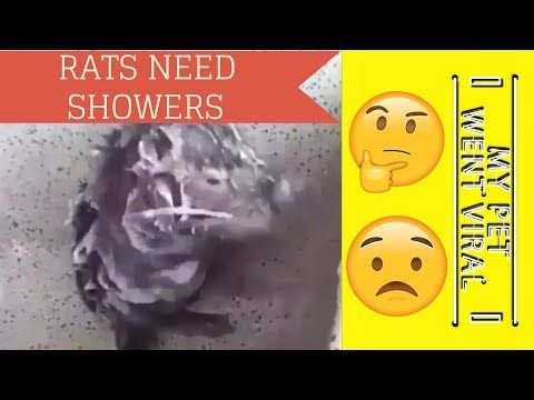 You Wont Believe It's The Cutest Rat taking a shower | 2018 Amazing Animal Video Compilation