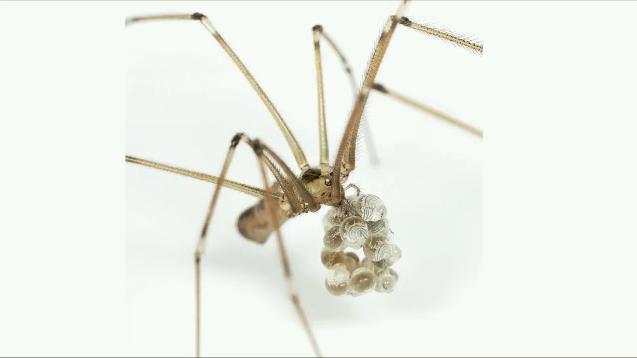 The Cellar Spider   Pholcus phalangoides
