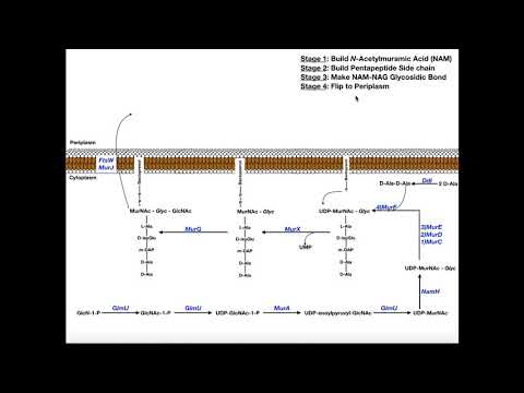 Biosynthesis of Peptidoglycan in Bacteria
