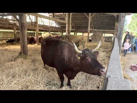 Tablehurst community farm, biodynamic and organic, forest row East Sussex walk around