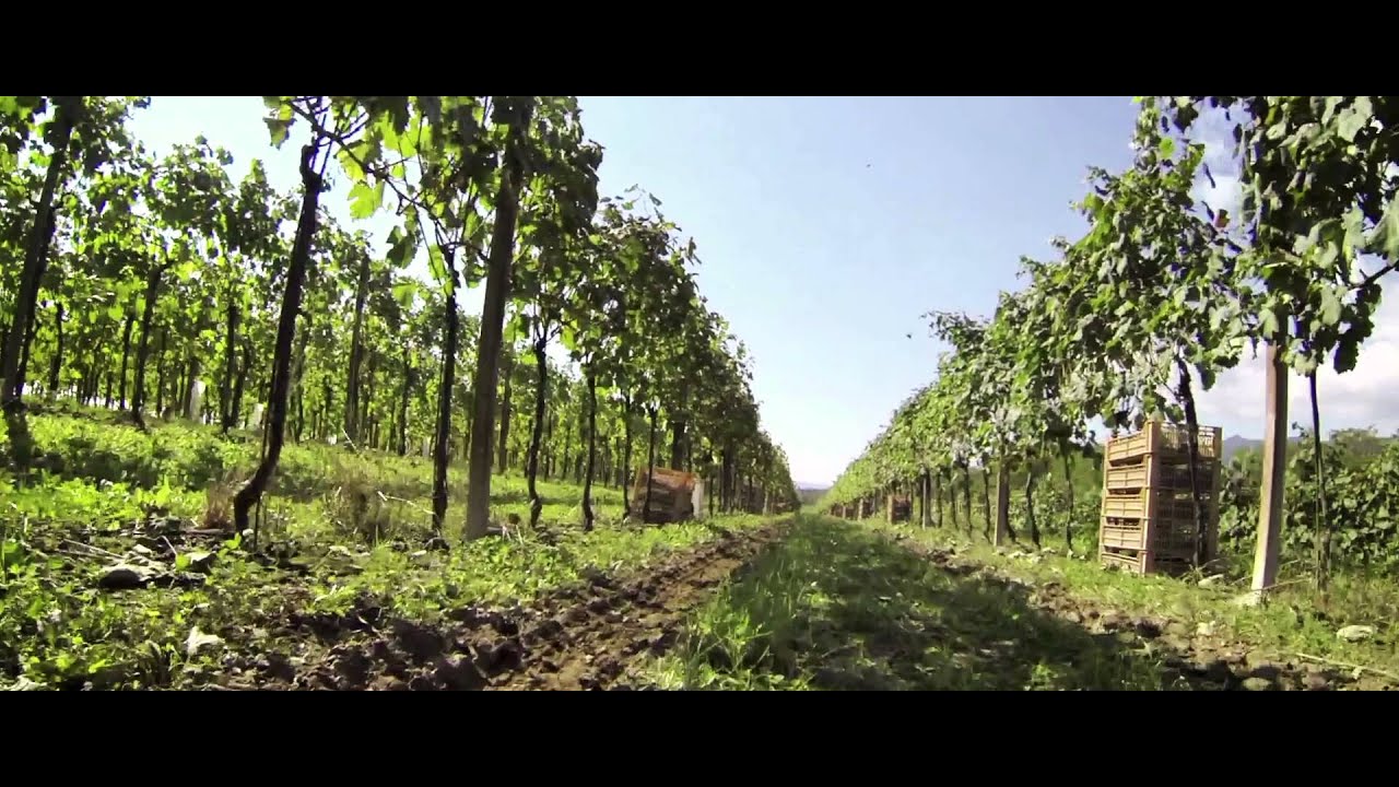 Fantinel Prosecco Video