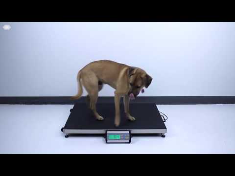 Adam Equipment Floor Scale 75-Lb. Capacity 0.02-Lb. Display Increments Model# CPWPLUS 35L