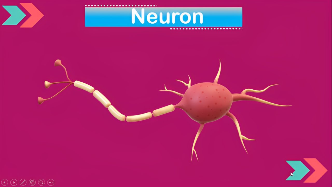 Neuron types and its function PowerPoint Presentation | Free PPT