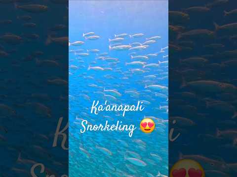 You never know what you'll find in Ka'anapali Maui! Snorkeling with a school of Akule #maui #hawaii