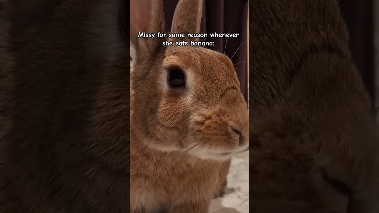 Does anyone's bun do this aswell 😂