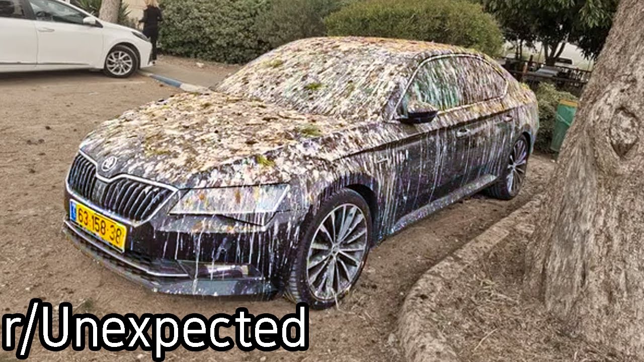 r/Unexpected | Imagine seeing this after work...
