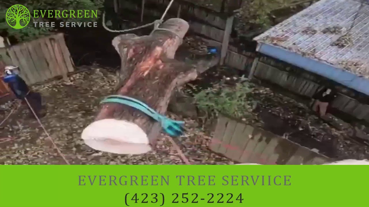 Evergreen Tree Service Tennessee