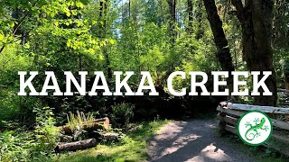 3 Best Hiking Trails in Maple Ridge, BC - Expert Recommendations