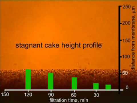 Direct observation of fouling deposition and removal on hollow fibre membrane surface.
