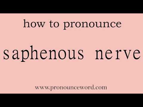 saphenous nerve. How to pronounce saphenous nerve in english (correct!). Start with S. Learn from