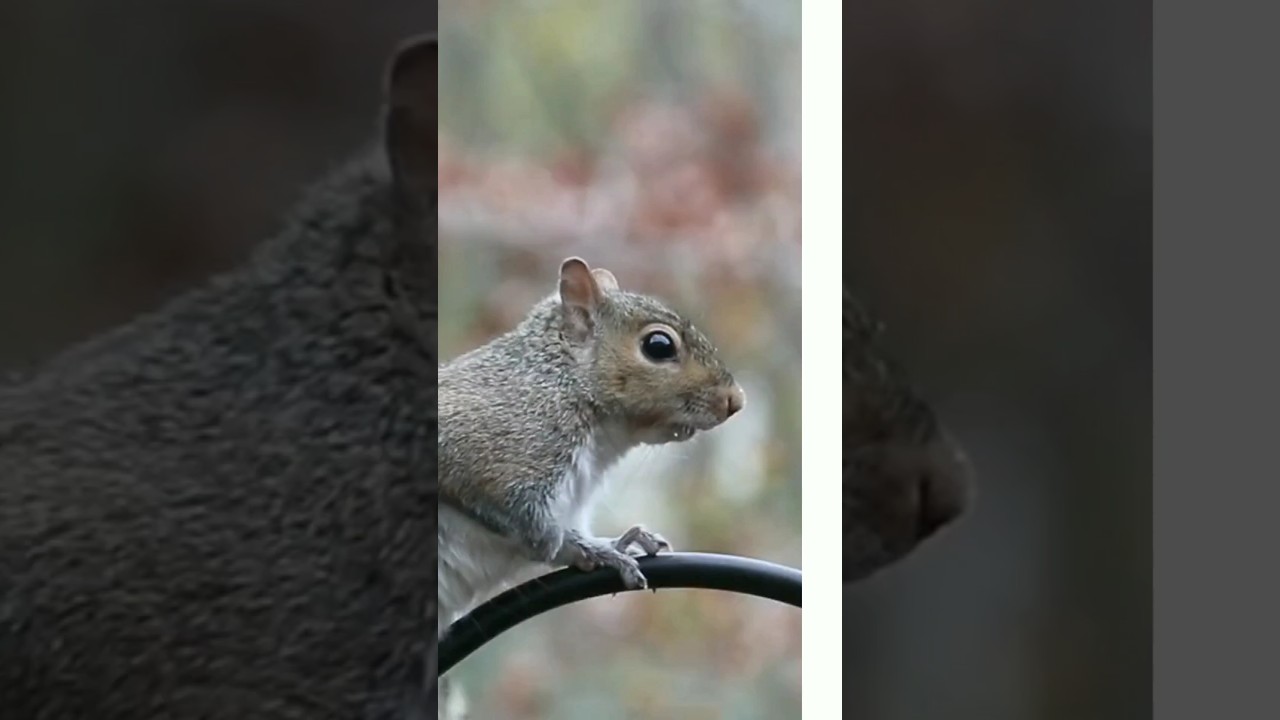 what does a squirrel  eat? 🐿🥮 #shorts #youtubeshorts